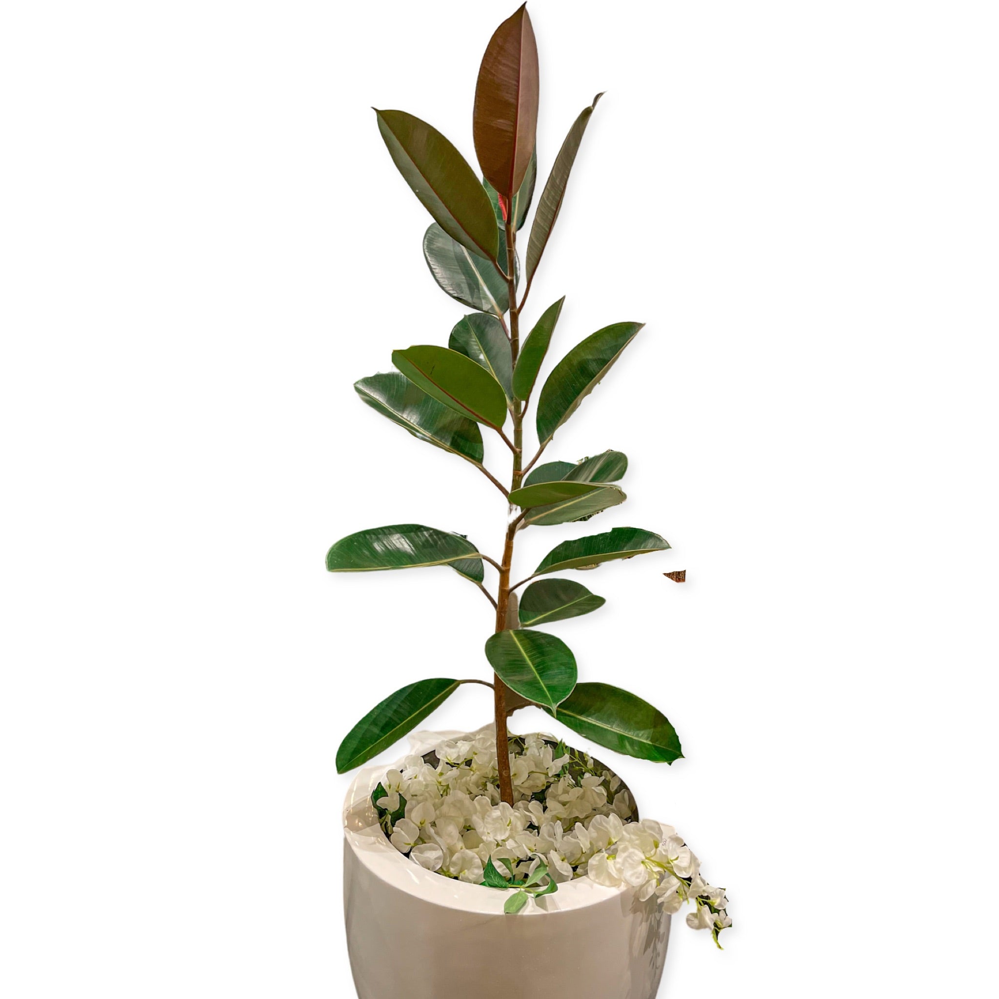 Ficus Elástica / Árbol de Hule – Tesucc Plantas y Macetas
