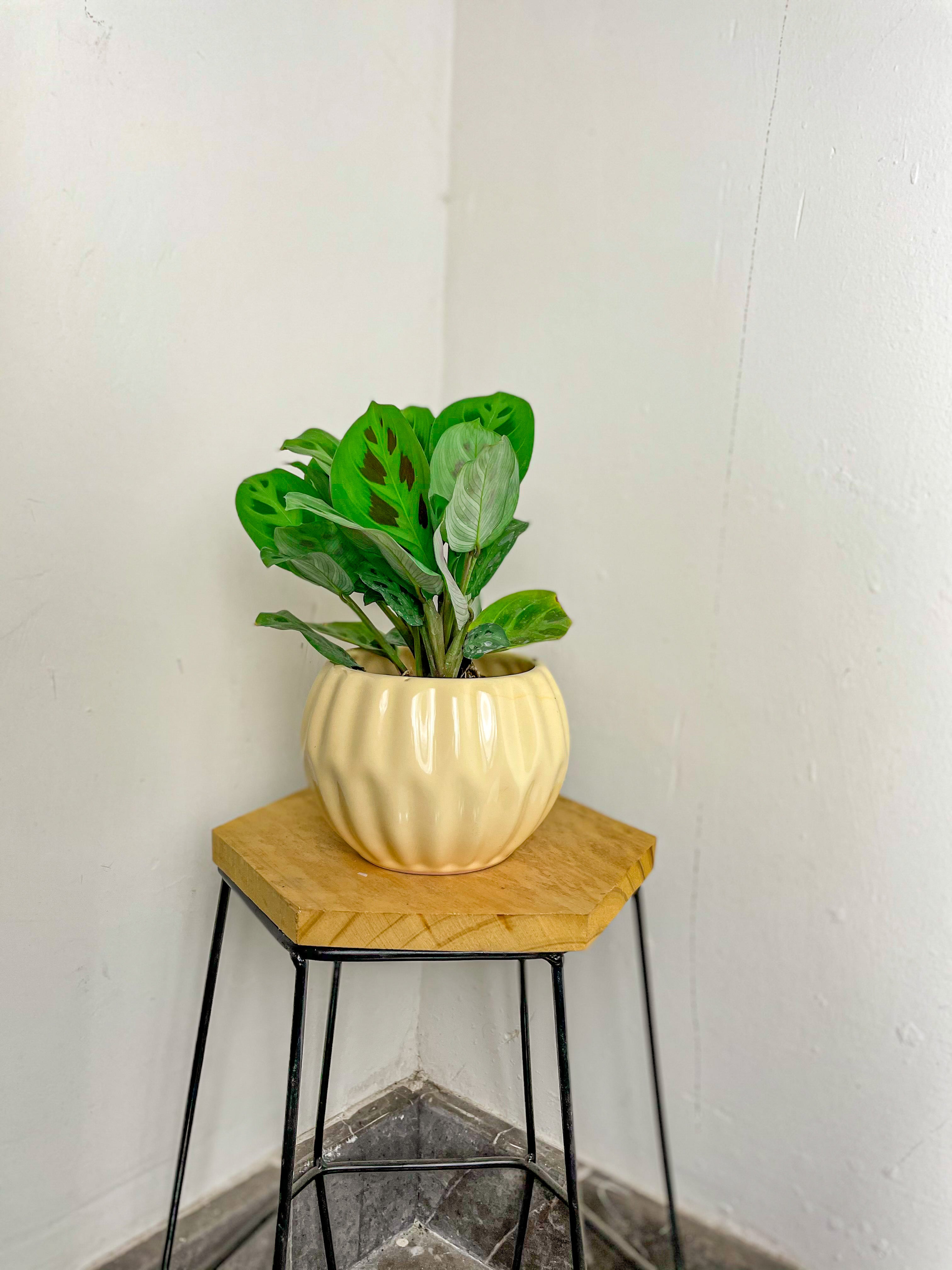 Sapito – Tesucc Plantas y Macetas